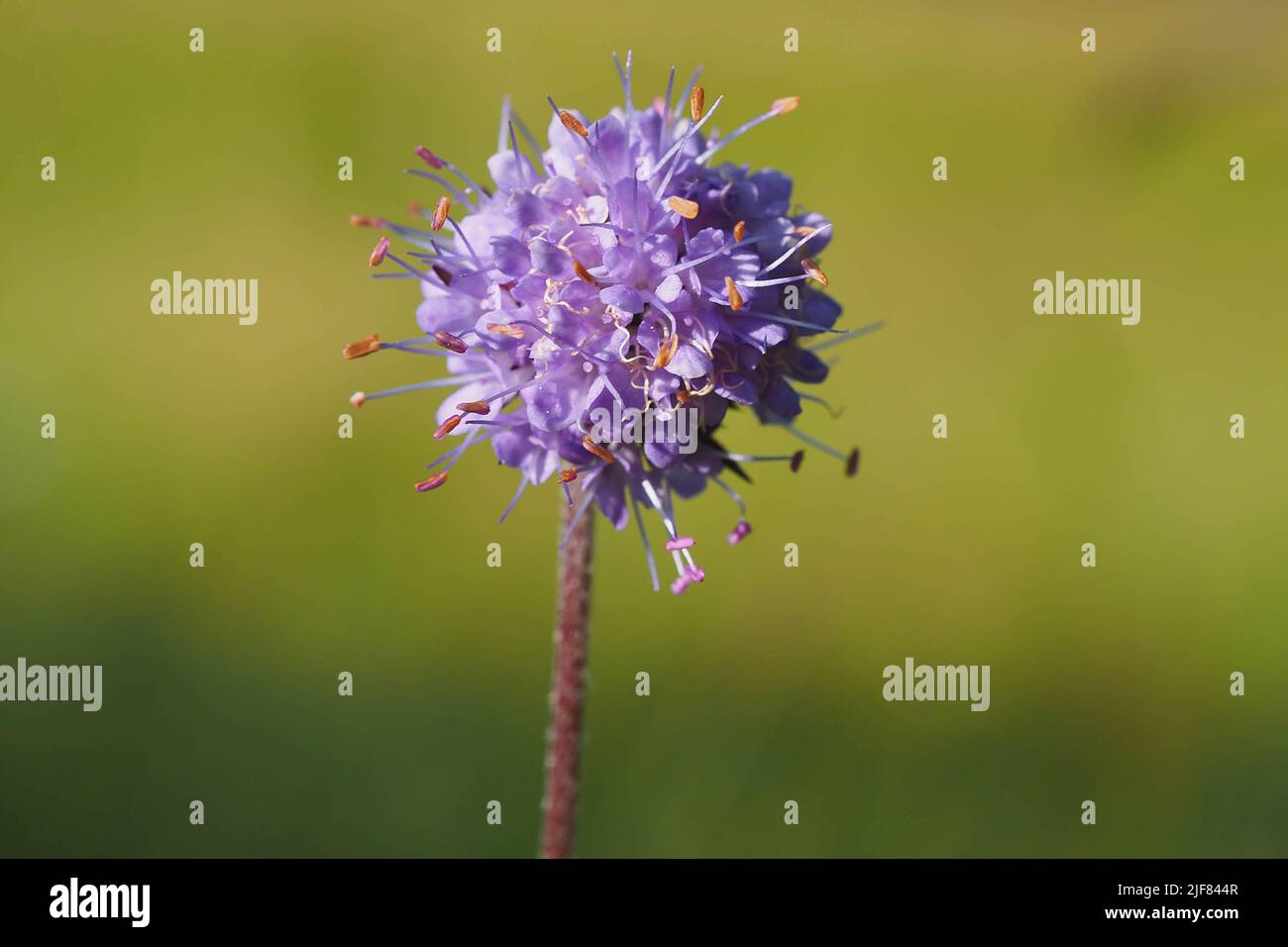 Exposed single flower head of common devil's bit scabious (Succisa ...