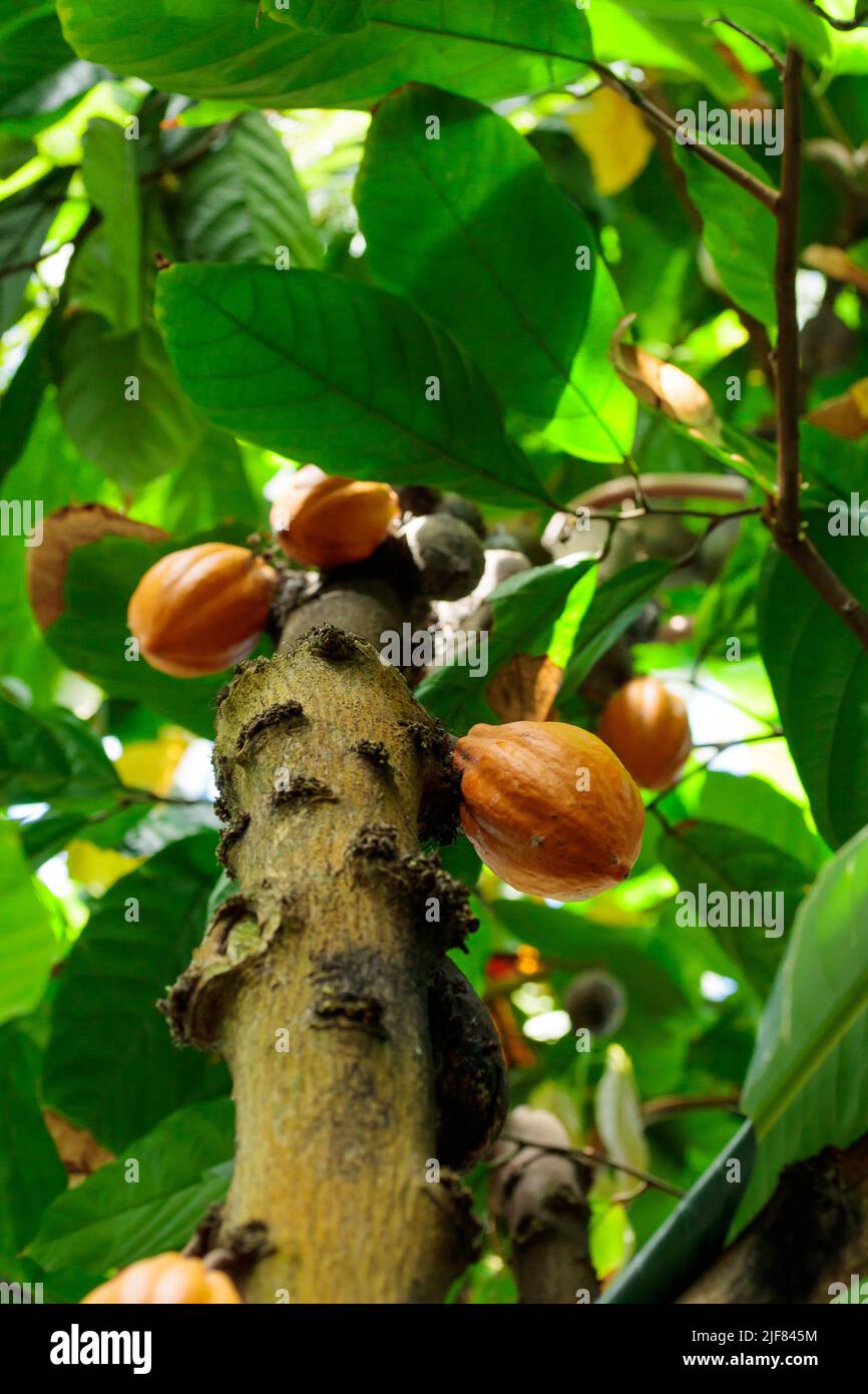 Orange color raw cocoa beans hanging on cacao tree in the tropical ...