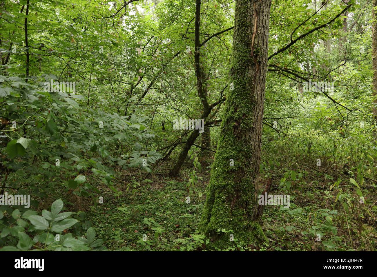 Beautiful forest landscape mossy hi-res stock photography and images ...