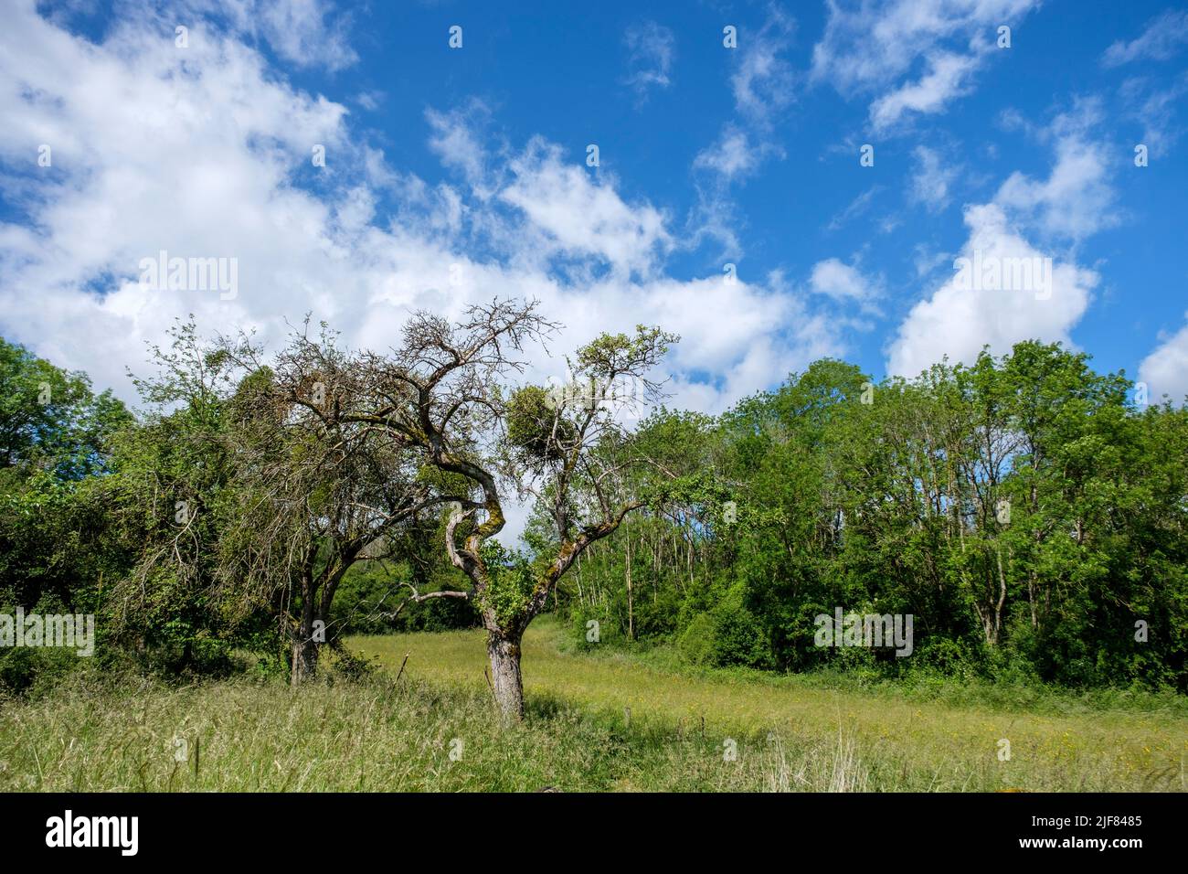 Blue sky, sun and cumulus clouds announce a nice period of nice weather ...