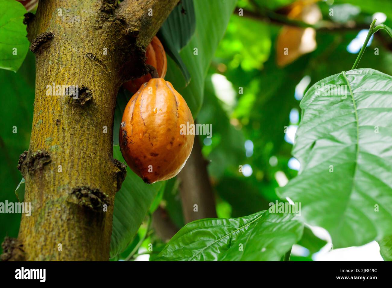Orange color raw cocoa bean hanging on cacao tree in the tropical ...