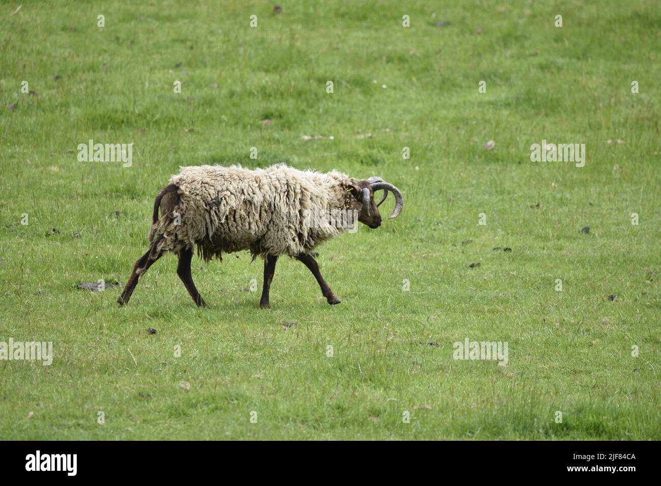 Manx loaghtan hi-res stock photography and images - Alamy