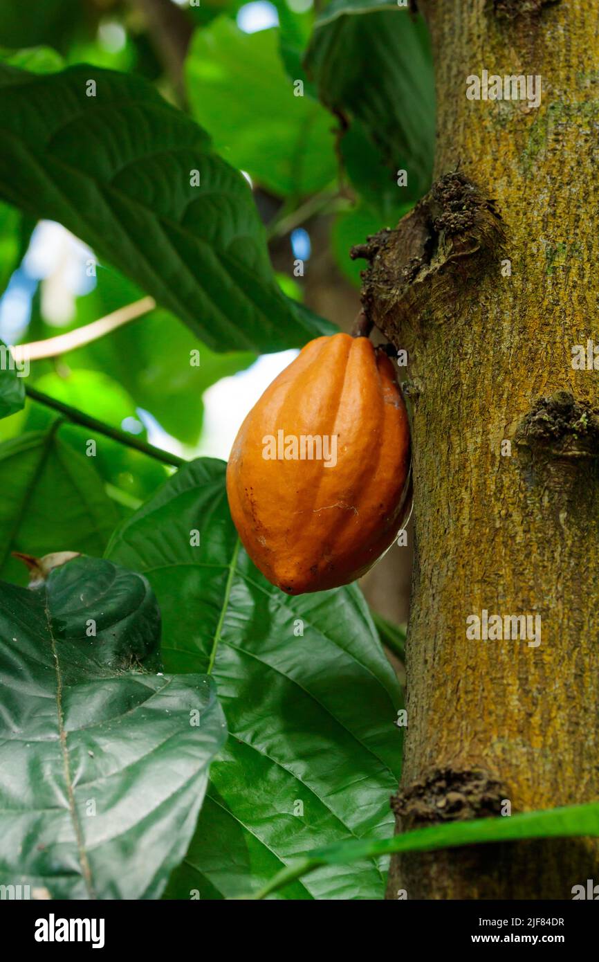 Orange color raw cocoa bean hanging on cacao tree in the tropical ...