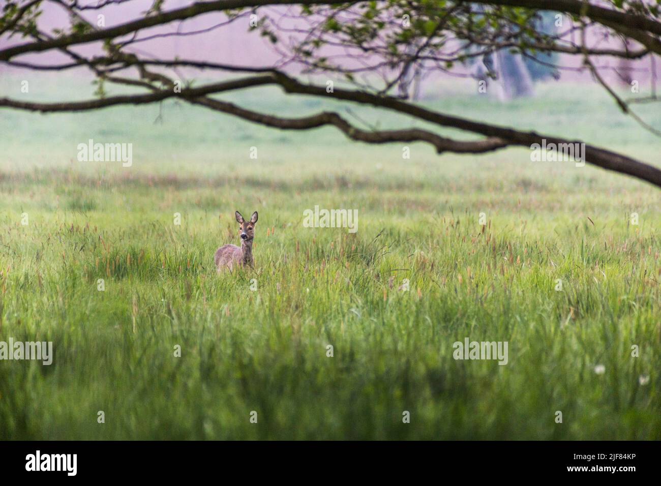 Landscape format of roe deer hi-res stock photography and images - Alamy