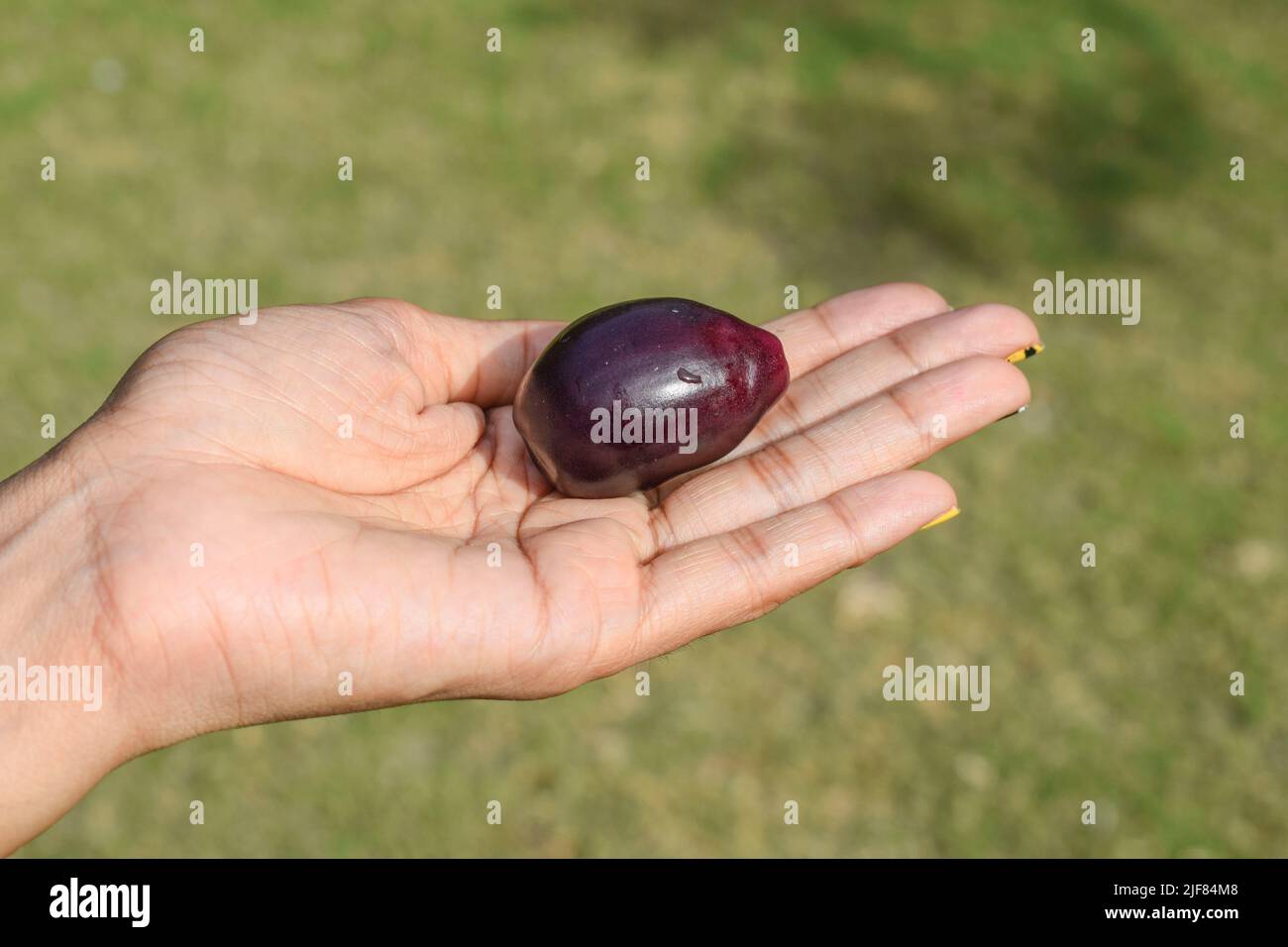 Female holding fresh Jamun fruits or Black plum, black java or Indian ...