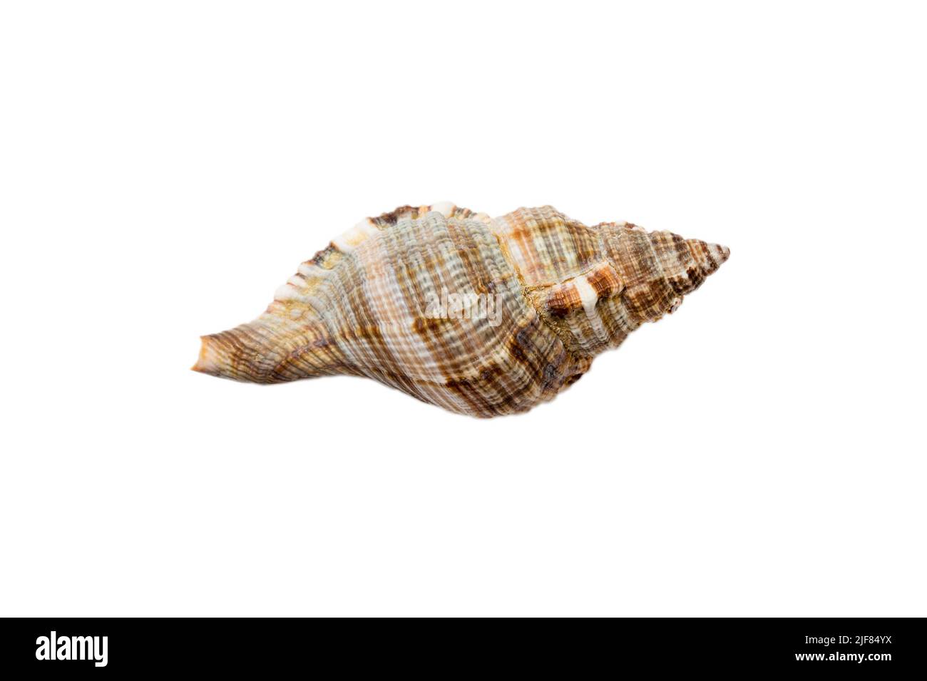 Sea shell isolated on white background. Close up seashell top view ...
