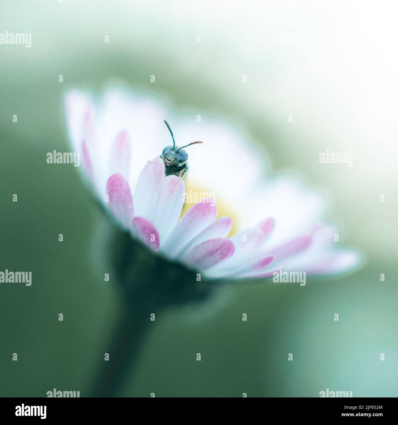 Beautiful white daisy with bee hi-res stock photography and images - Alamy