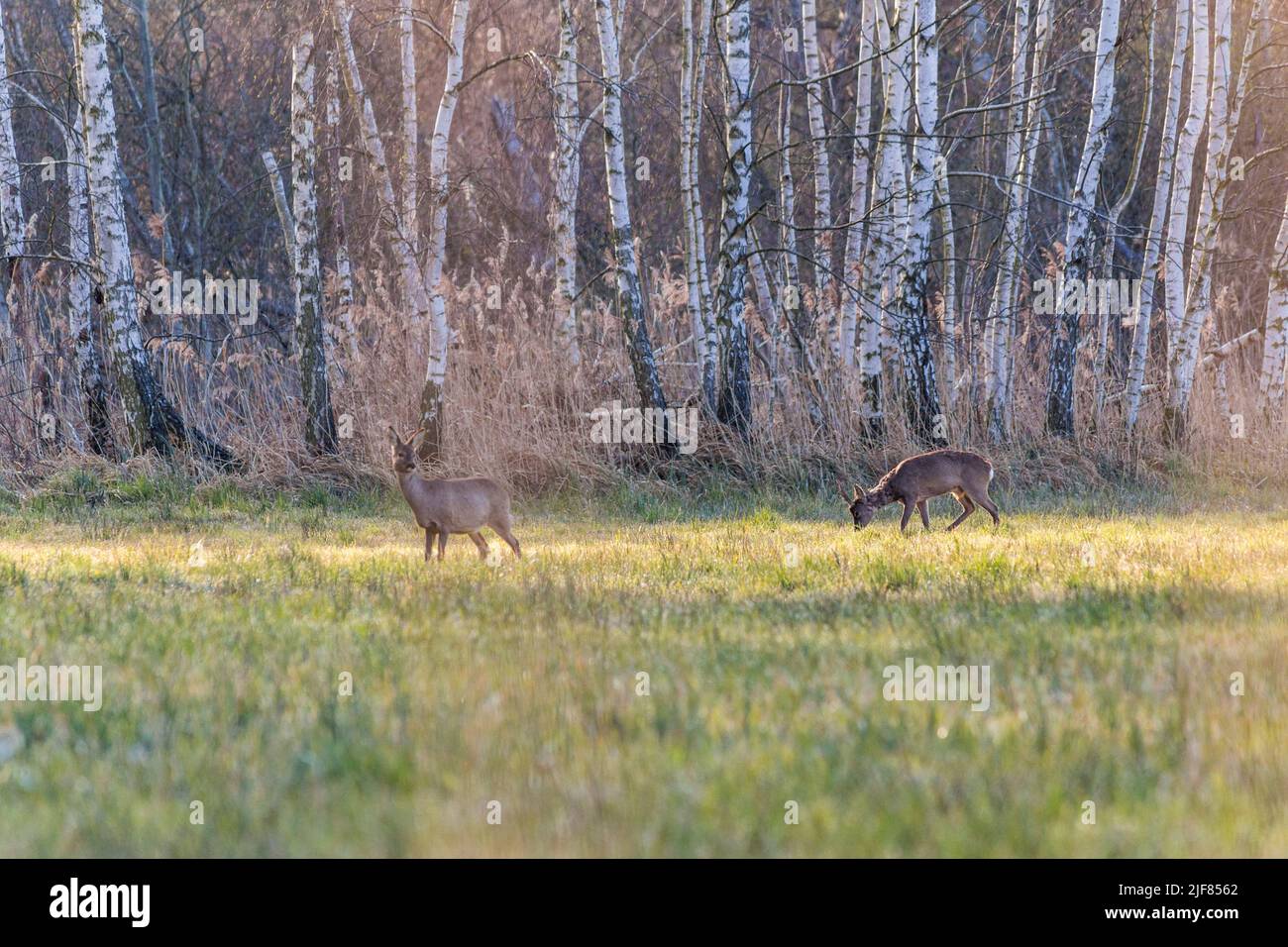 Birch trees with deer hi-res stock photography and images - Alamy