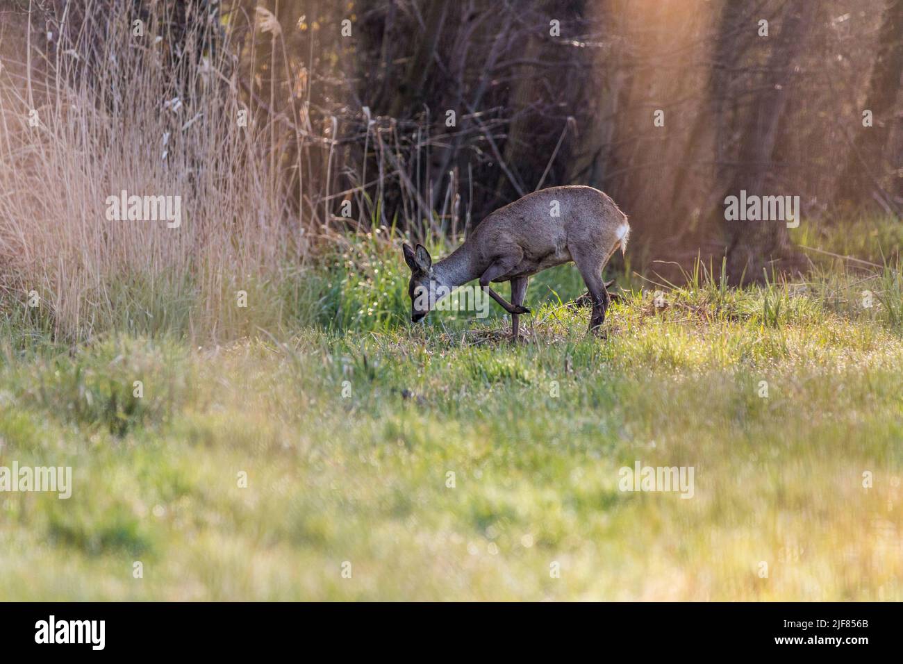 Tier im baum hi-res stock photography and images - Alamy
