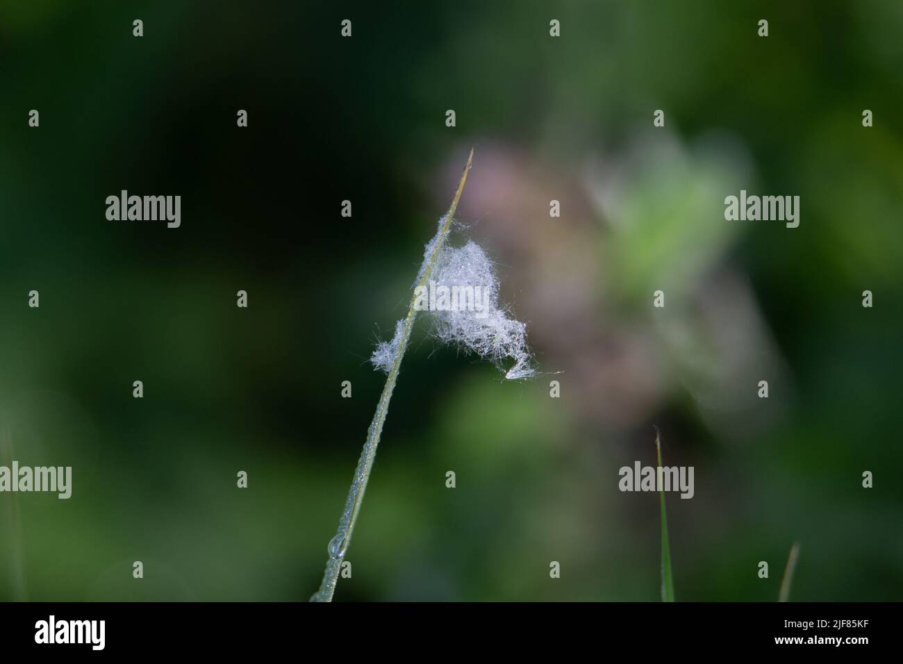 sedge stem with willow seeds caught in a ball in the wind isolated on a ...