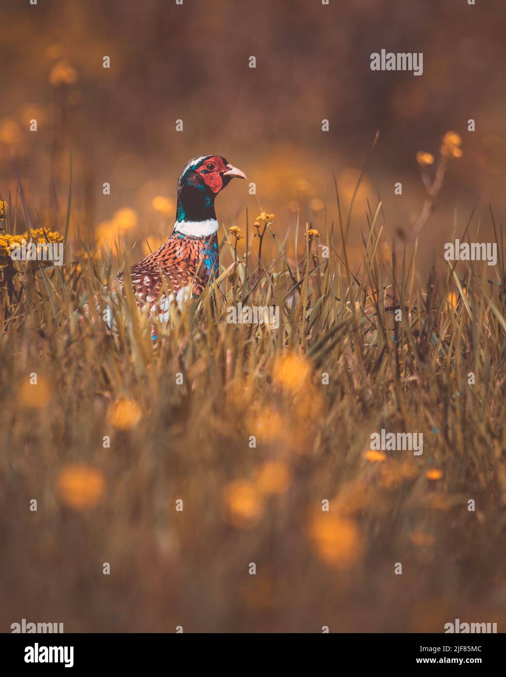 Male pheasant hiding in the tall grass Stock Photo - Alamy
