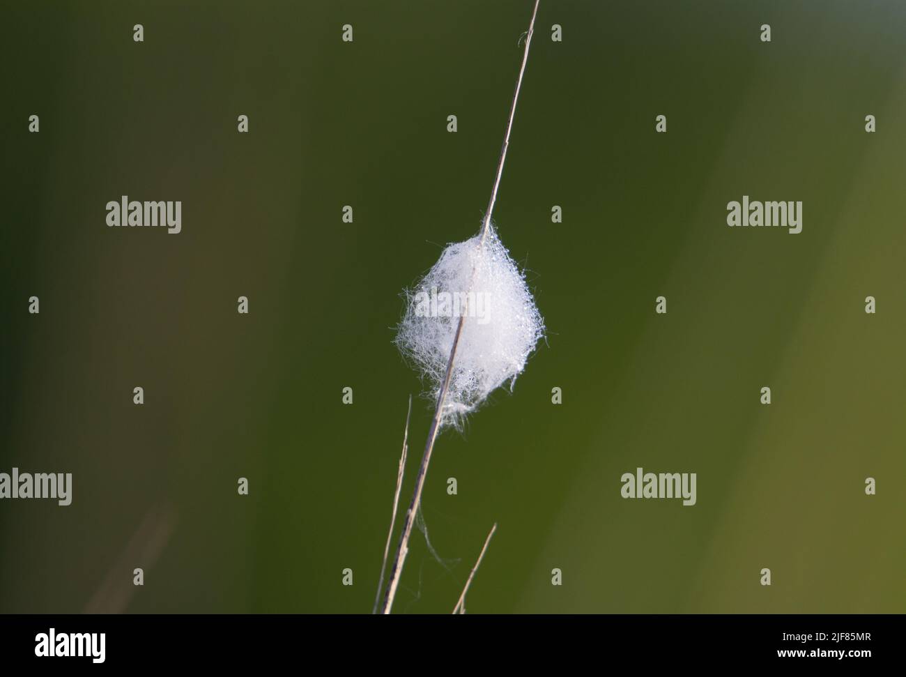 sedge stem with willow seeds caught in a ball in the wind isolated on a ...
