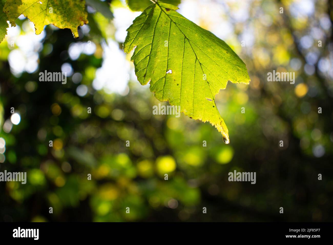 single leaf with the morning sun shining on it Stock Photo - Alamy