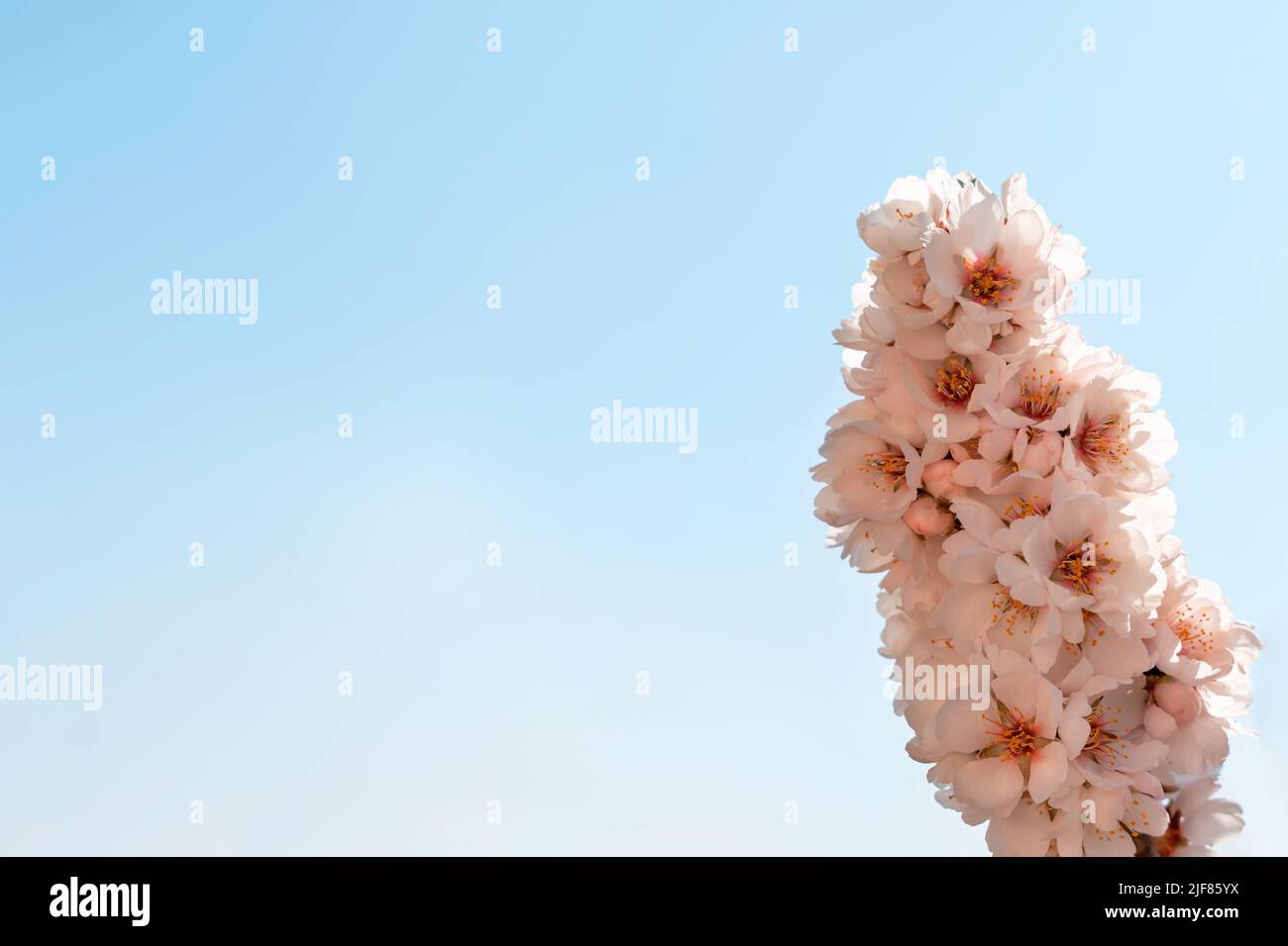 Flowers of the almond tree against blue sky on sunny day. Beautiful ...