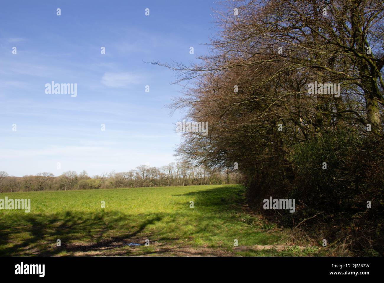 typical bucolic Devon landscape of hedges, fences and green fields and ...