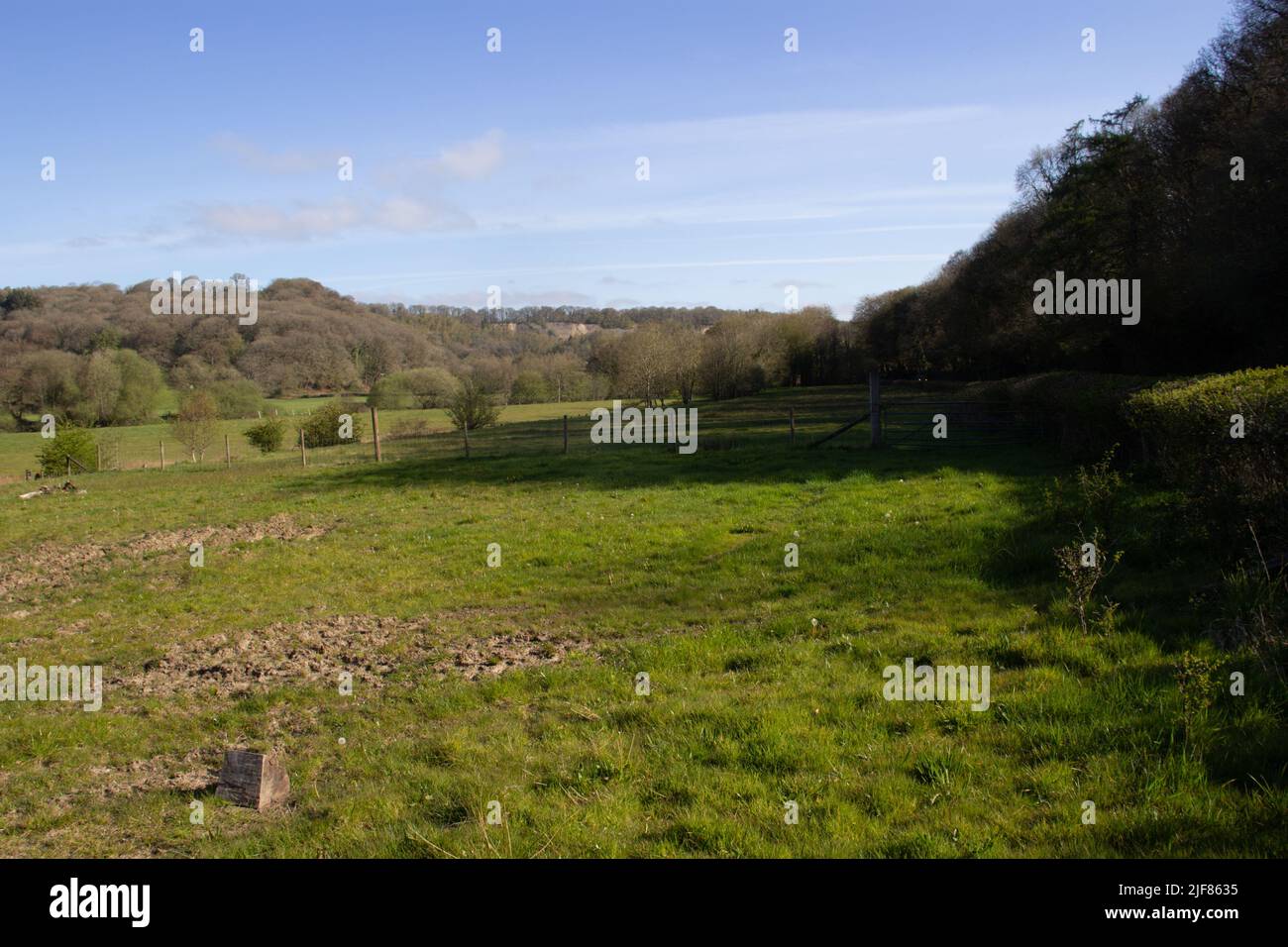 typical bucolic Devon landscape of pasture, fences and green fields and ...