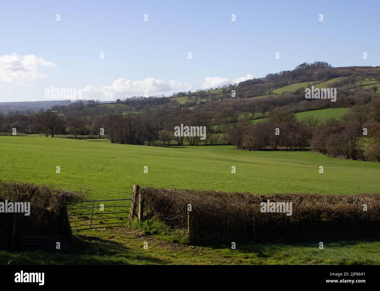 typical Devon countryside with fields, hedgerows and hills with a clear ...
