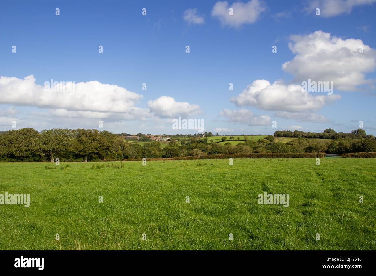 typical Devon countryside with gentle hills with green fields, hedges ...