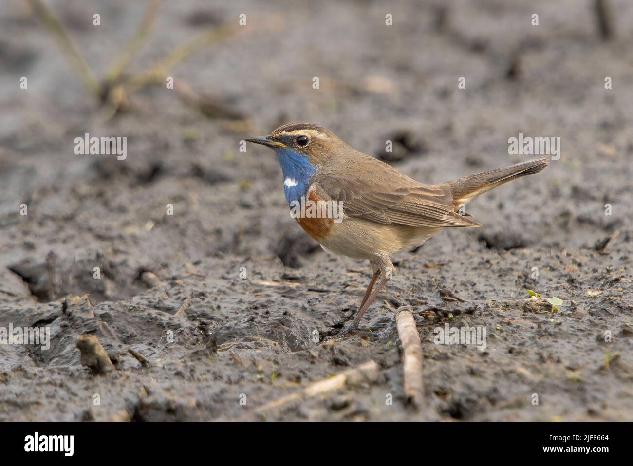 Bluethroat (Luscinia svecica) male standing on mud in a nature reserve ...