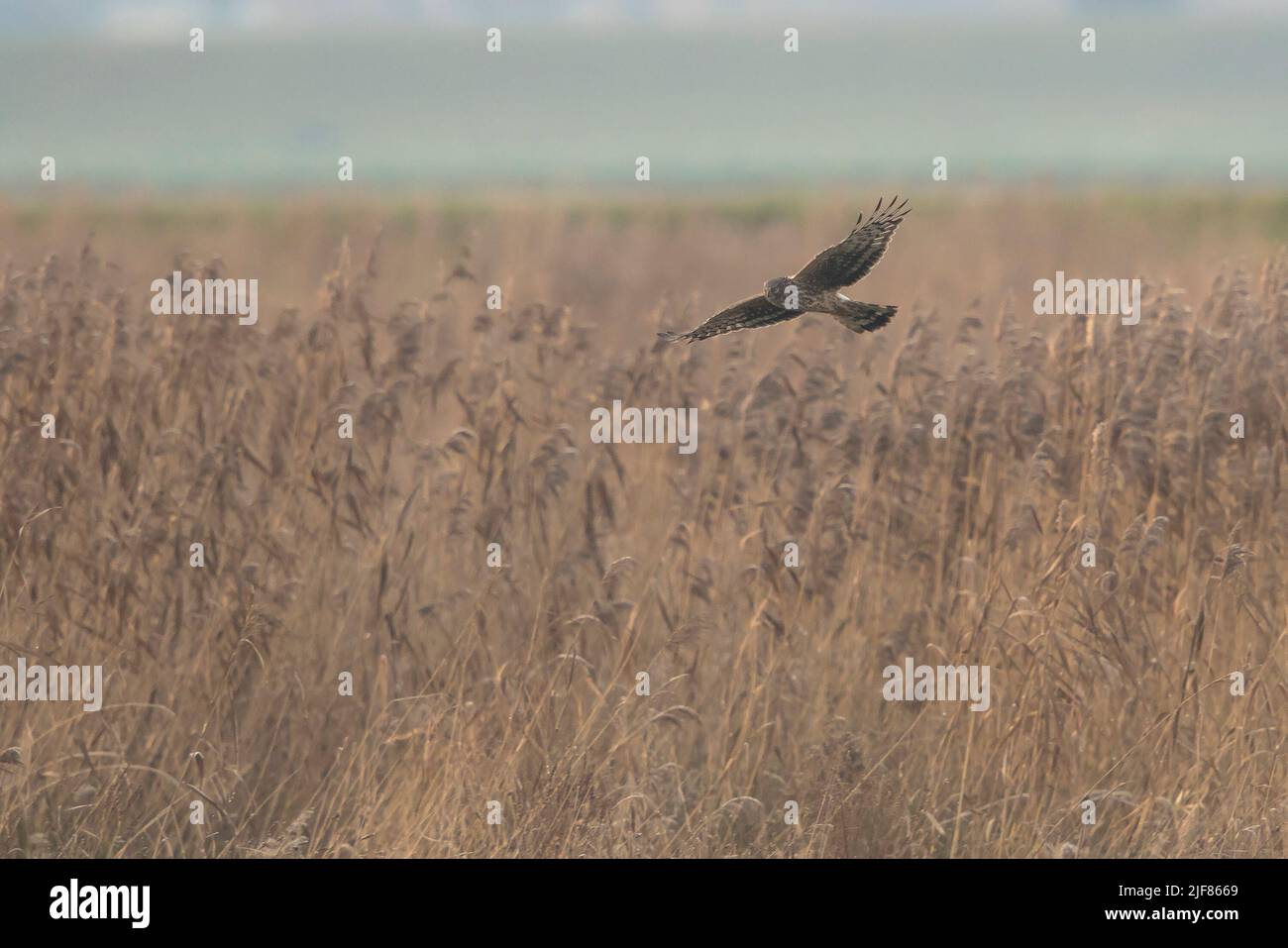 Hen Harrier (Circus cyaneus) adult female hovering above Reed Stock ...