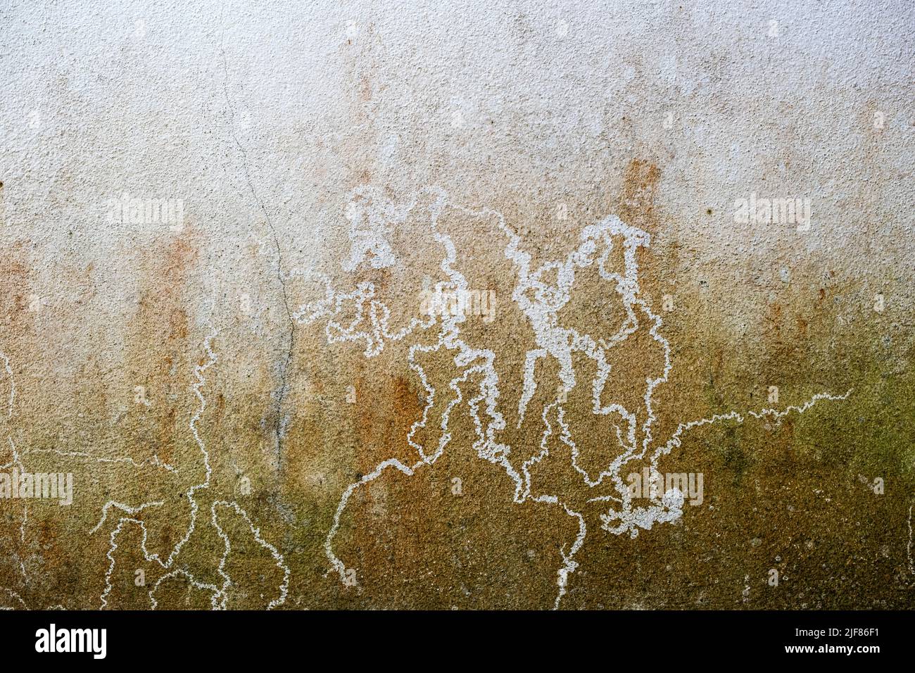 Wall with fungi and mosses in a region of high humidity Stock Photo - Alamy