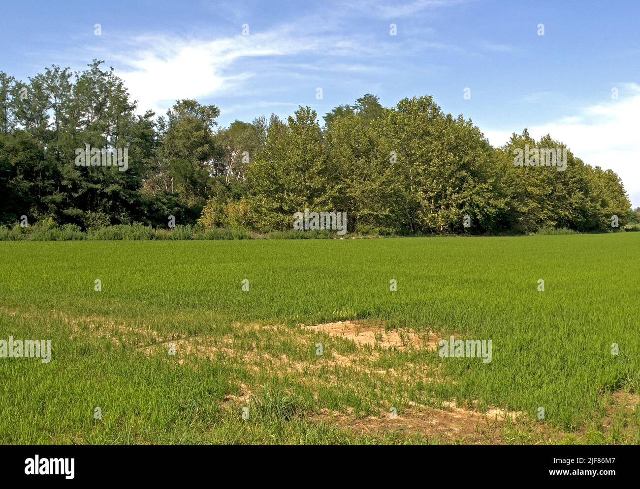 Vercelli, Italy. 30th June, 2022. Drought emergency in the rice fields ...