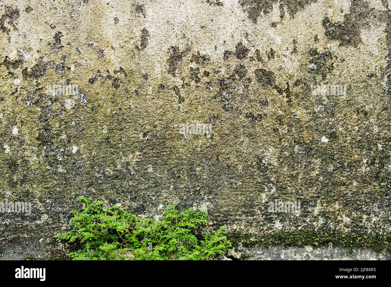 Wall with fungi and mosses in a region of high humidity Stock Photo - Alamy