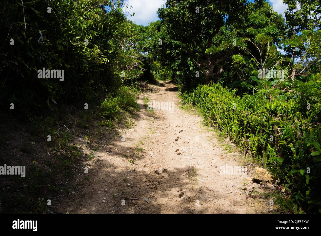village dirt road with trees either side and blue sky Stock Photo - Alamy