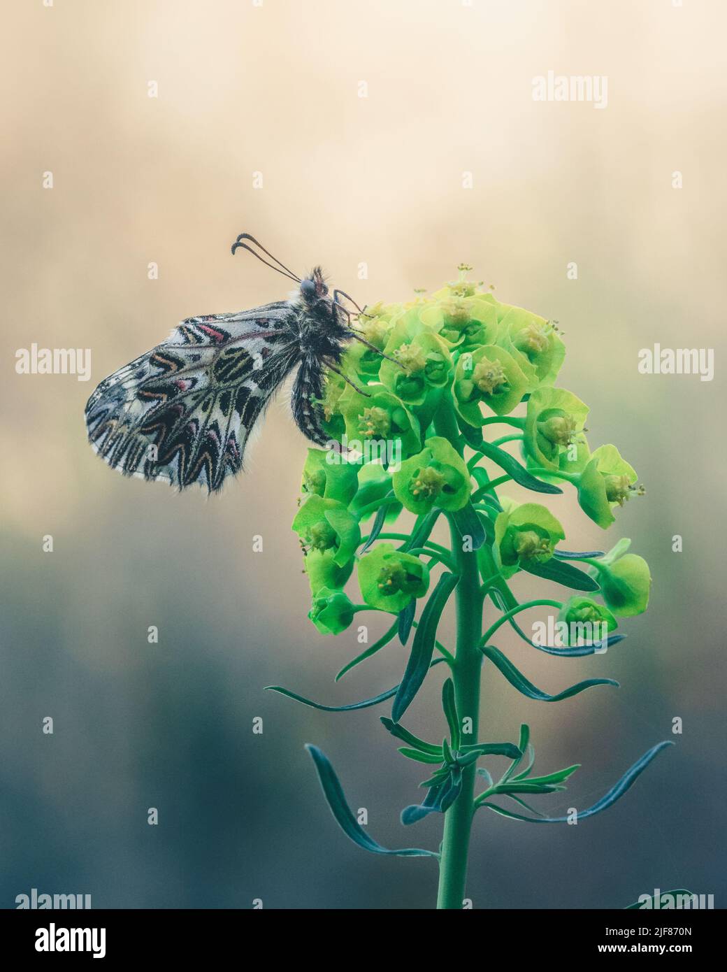 Festoon butterfly hi-res stock photography and images - Alamy