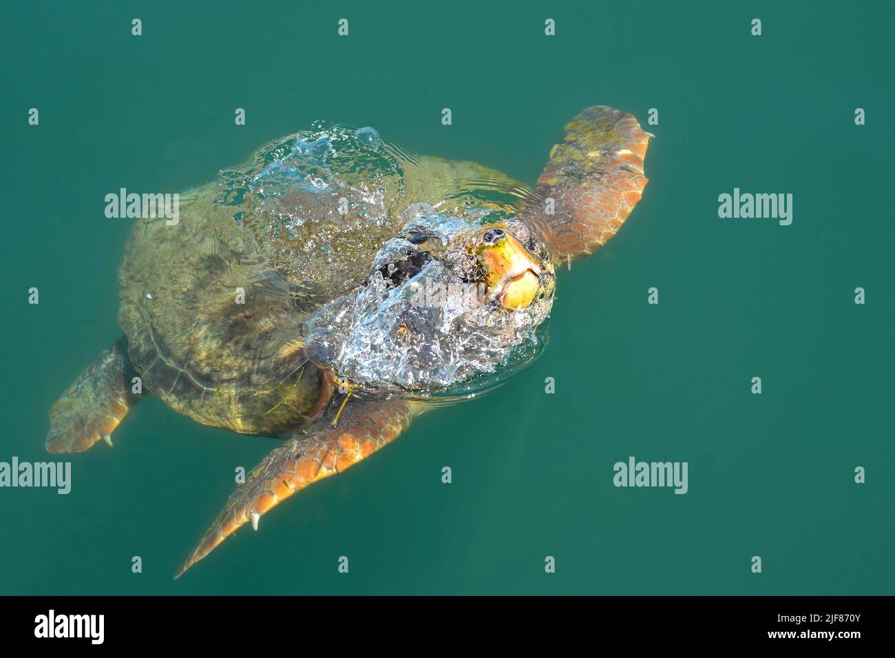 Turtle Respiratory System