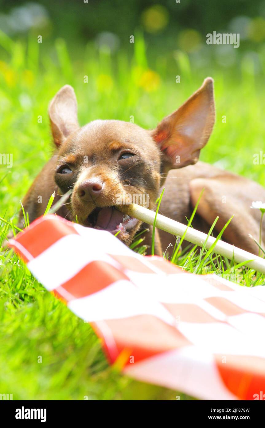 Rusky toy terrier hi-res stock photography and images - Alamy