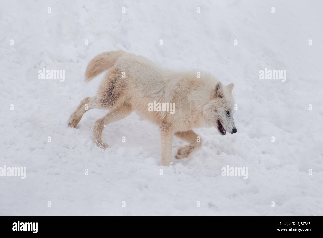 Angry polar wolf is running on a white snow. Canis lupus arctos. White ...