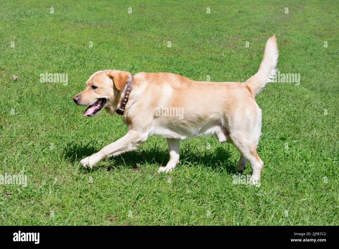 Cute labrador retriever puppy is running on a green grass in the summer ...