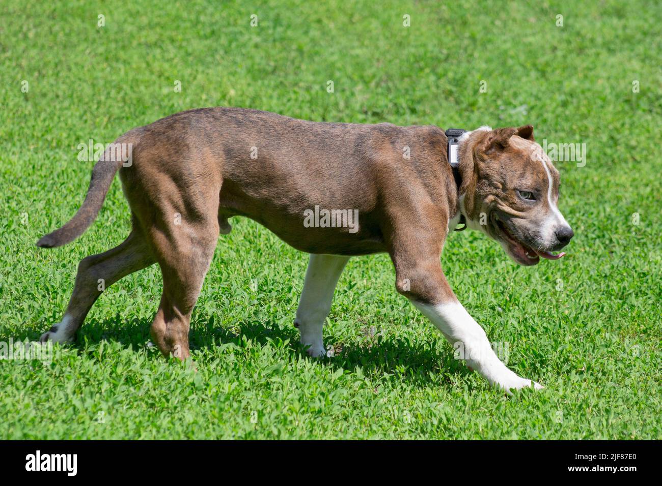 Cute american staffordshire terrier puppy is walking on a green grass ...