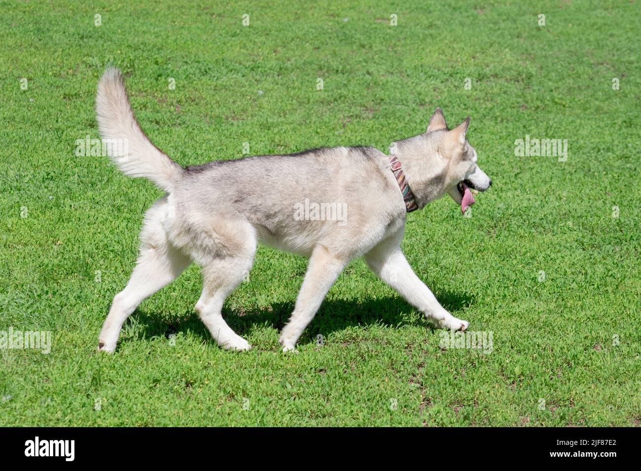 Cute siberian husky puppy is running on a green grass in the summer ...