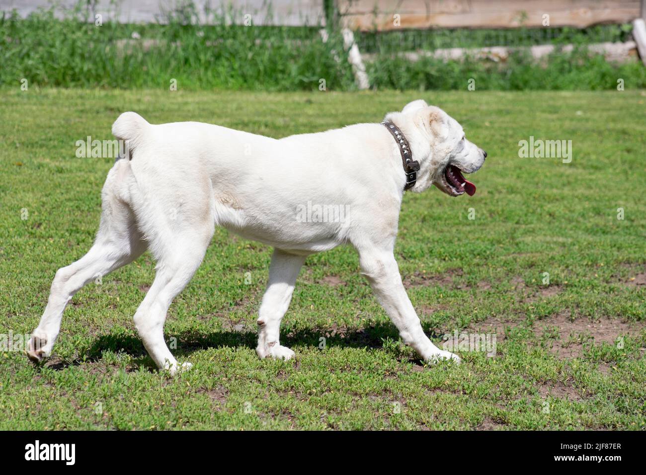 Do Alabai Dogs Have Short Ears
