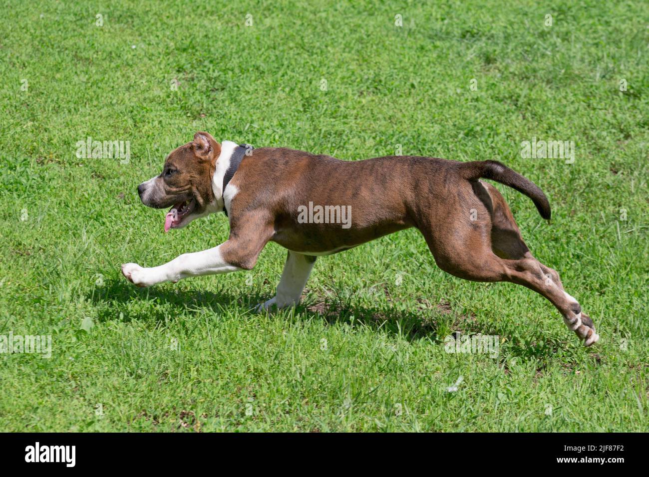 Cute american staffordshire terrier puppy is running on a green grass ...