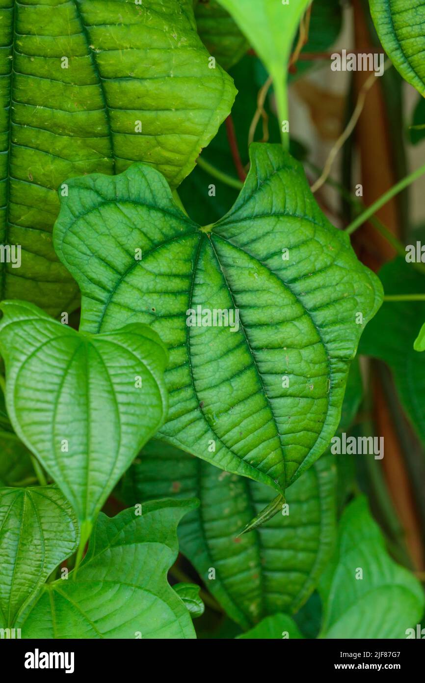 Tropical growing green flora nature texture pattern Stock Photo - Alamy