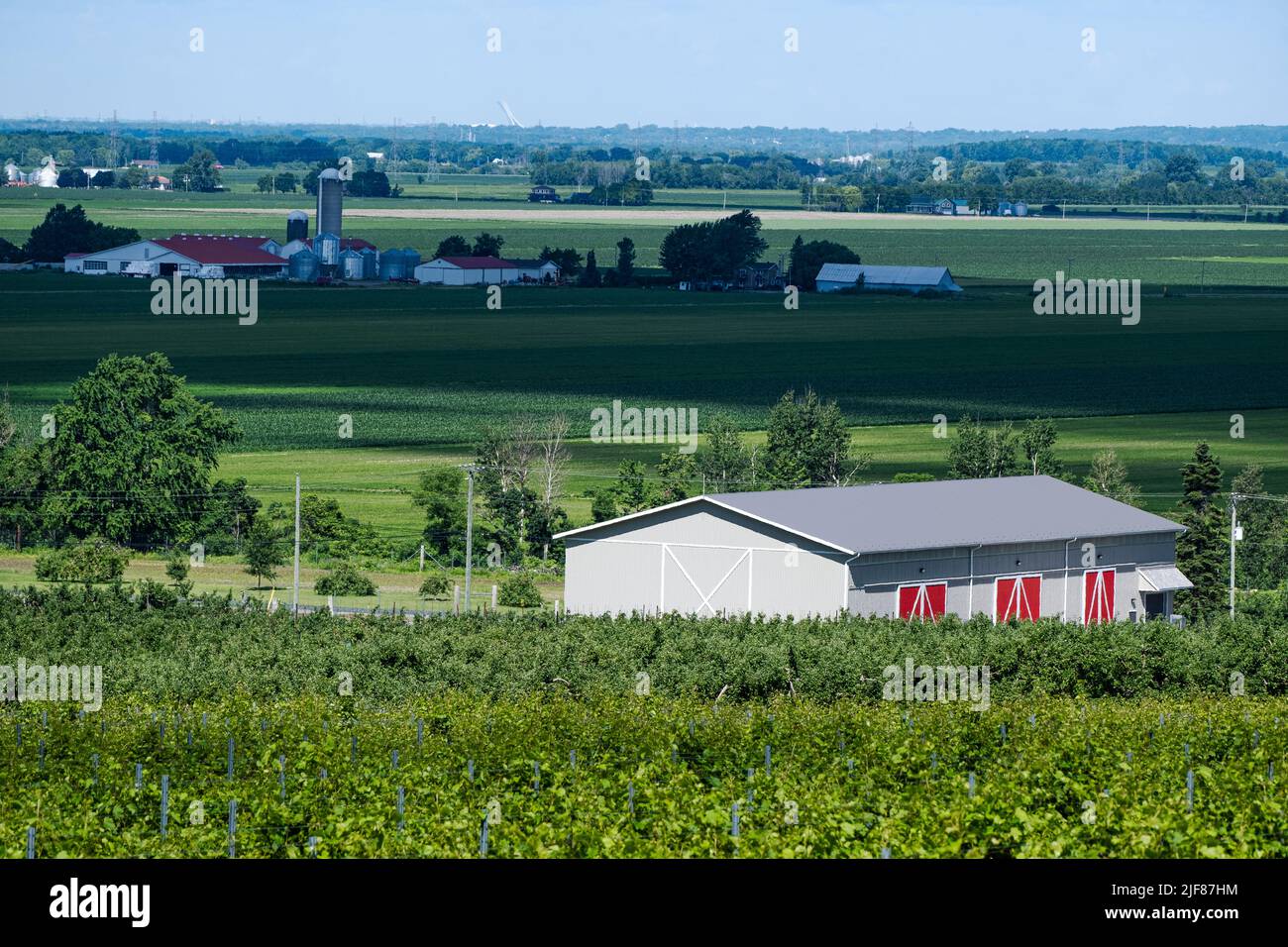 Fodder corn cow not pig not rodents hi-res stock photography and images ...