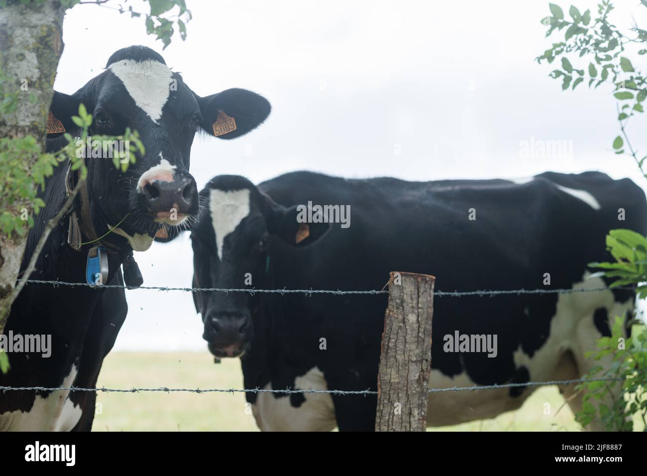 Dotted cow hi-res stock photography and images - Alamy