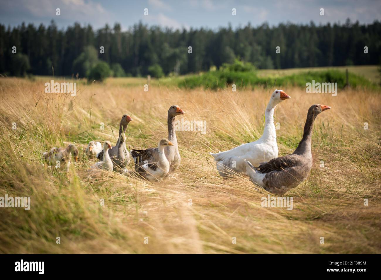 Geese family of the breed 'Österreichische Landgans', an endangered ...