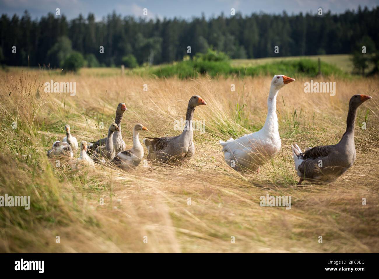 Geese family of the breed 'Österreichische Landgans', an endangered ...
