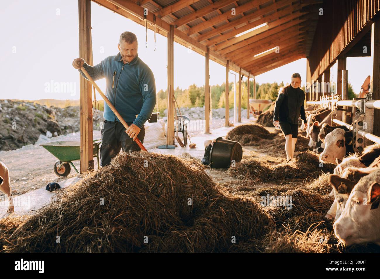 Young farmer using rake near woman standing by cows in stable Stock ...
