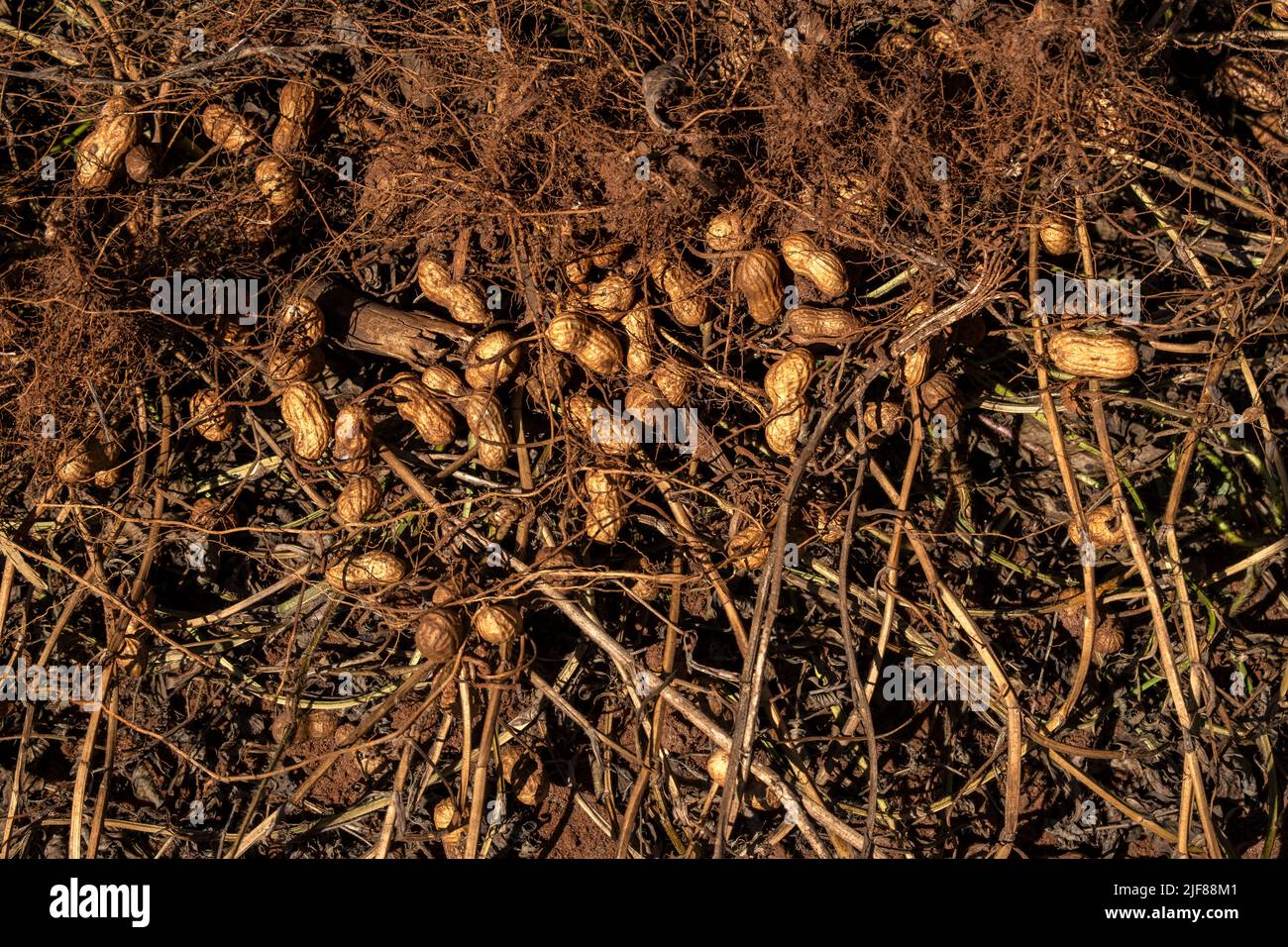 Dried out from the sun hi-res stock photography and images - Alamy