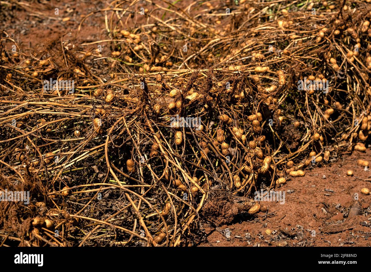 Peanut roots taken from the ground and dried in the sun Stock Photo - Alamy