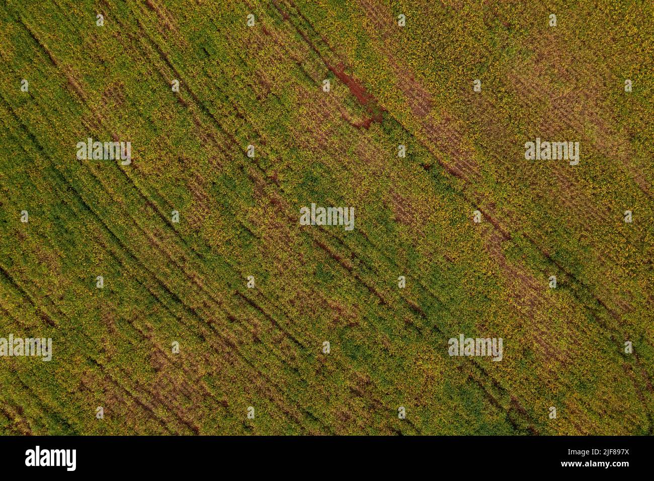 Soybean field, above hi-res stock photography and images - Alamy