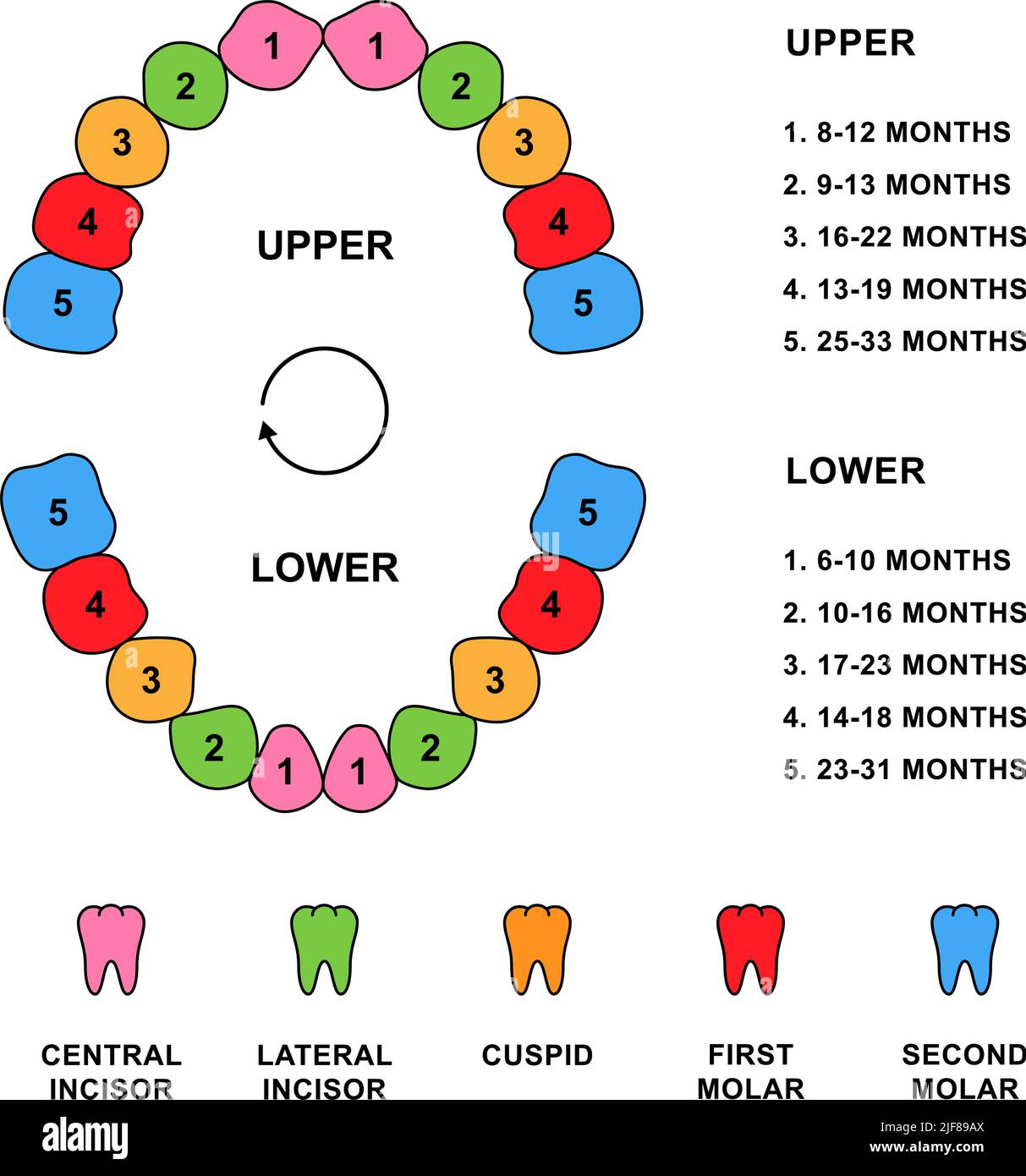 Child teeth dentition anatomy with descriptions. Child jaw parts ...