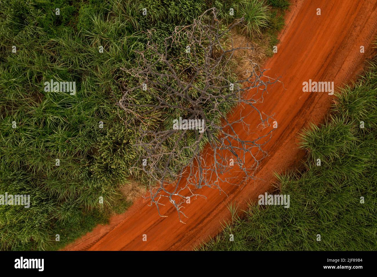 cane field and dirt road seen from above - drone view Stock Photo - Alamy