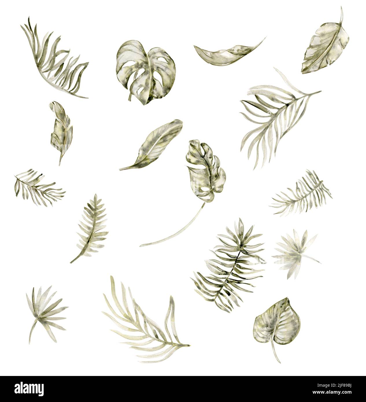 Beautiful hand drawn leaves hi-res stock photography and images - Alamy