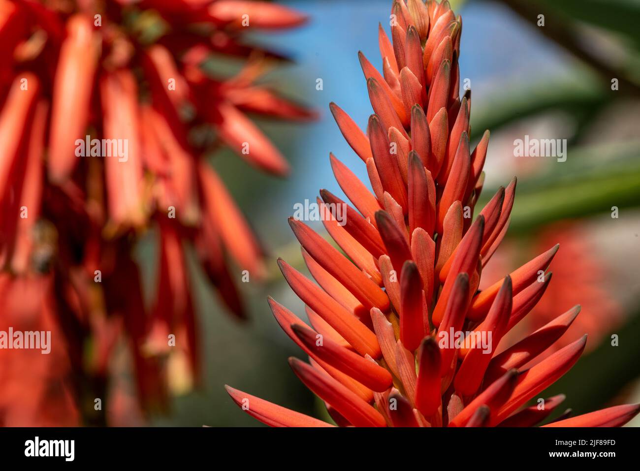 Aloe vera aloe vera inflorescence hi-res stock photography and images ...